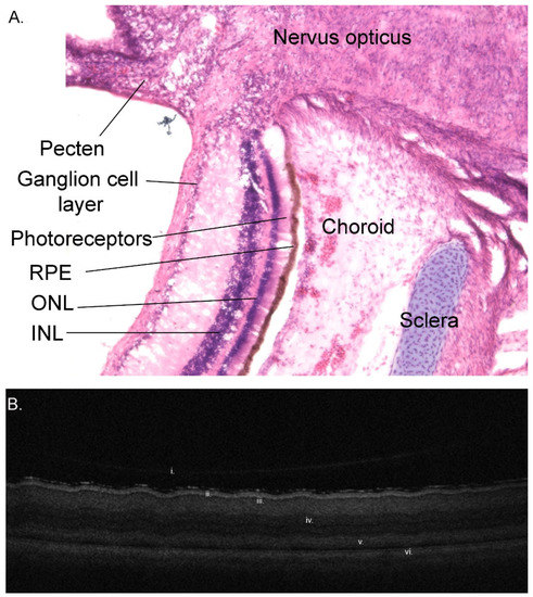 An Overview of the Penguin Visual System