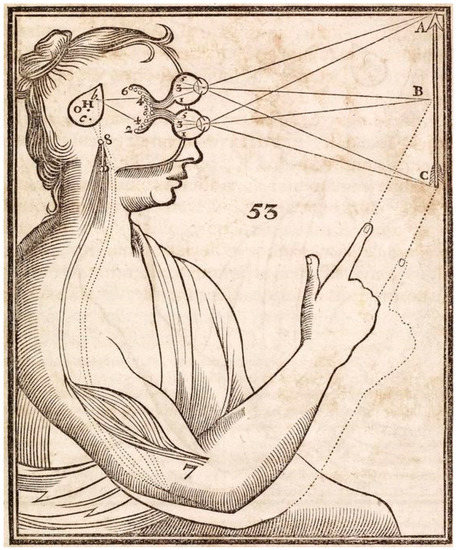 Primary Succession Drawing