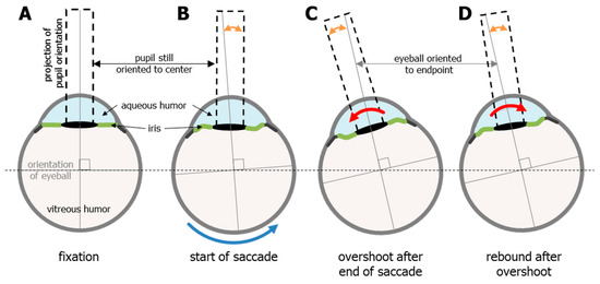 Vision | Free Full-Text | Automated Analysis Pipeline for Extracting ...