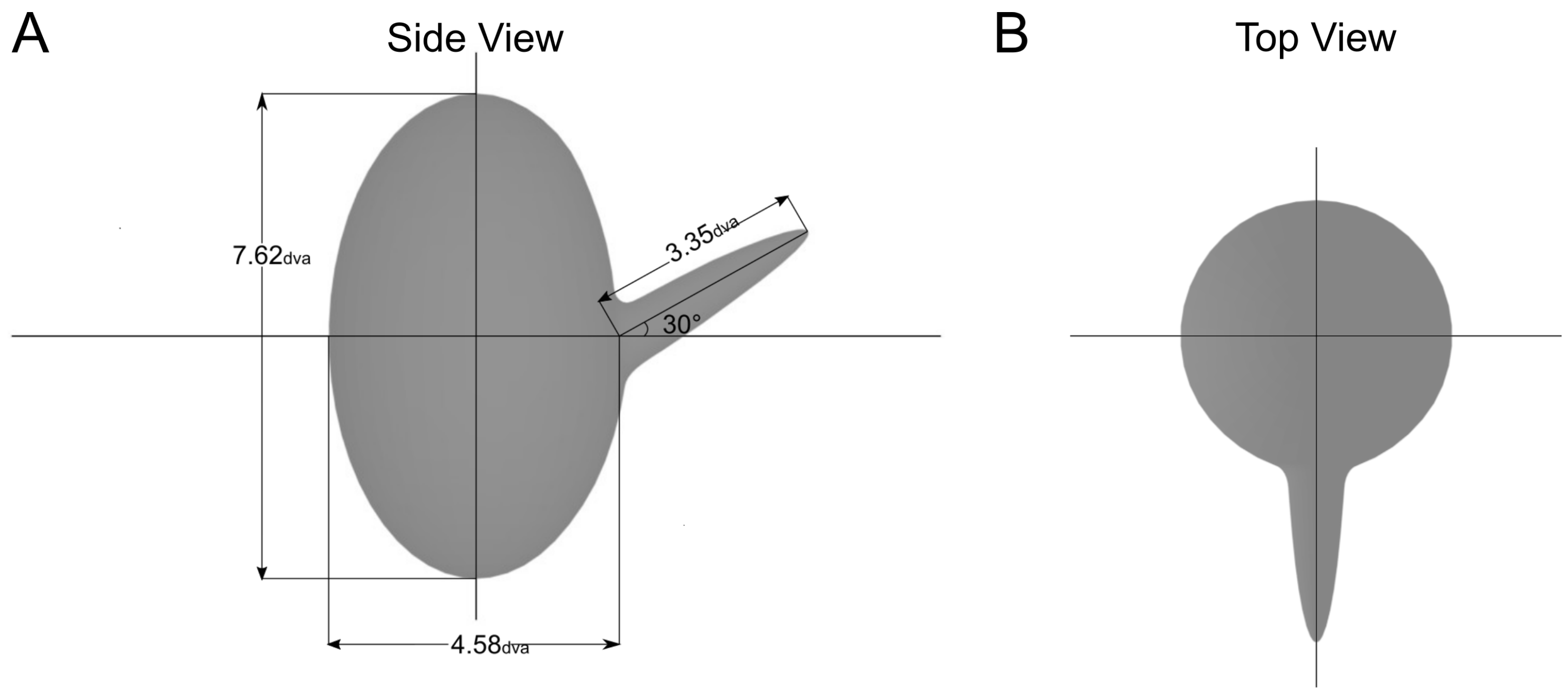 Perceptual Biases in the Interpretation of Non-Rigid Shape Transformations from Motion