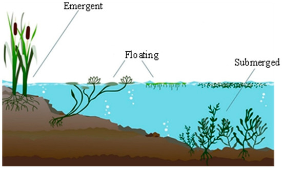 Review on Aquatic Weeds as Potential Source for Compost Production to ...
