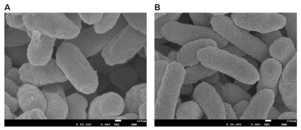 Characterization and Sorptivity of the Plesiomonas shigelloides Strain ...