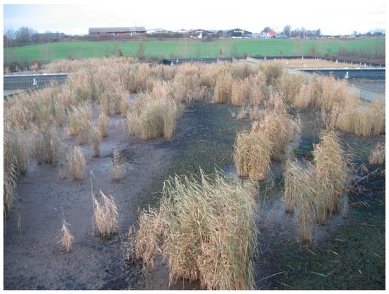 Sludge Dewatering and Mineralization in Sludge Treatment Reed Beds