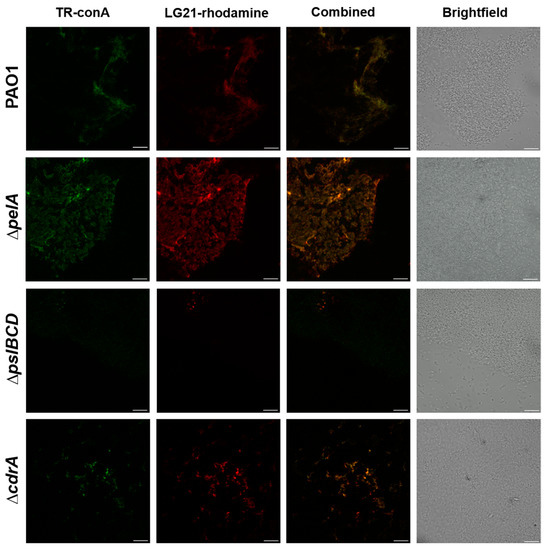 Pseudomonas aeruginosa Psl Exopolysaccharide Interacts with the ...