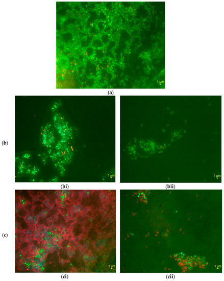 A Keystone Methylobacterium Strain in Biofilm Formation in Drinking Water