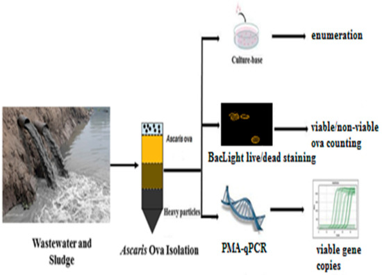 A Review on the Current Knowledge and Prospects for the Development of ...