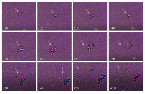 Design of a Smart System for Rapid Bacterial Test