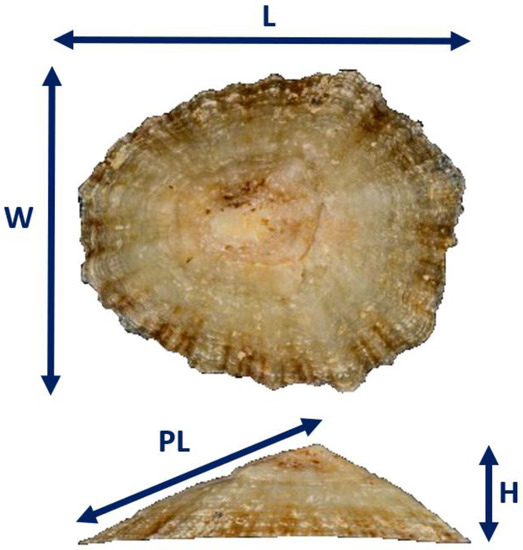 Population Characteristics of the Limpet Patella caerulea (Linnaeus, 1758) in Eastern ...