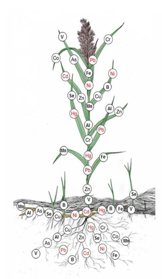 Phragmites Australis Roots