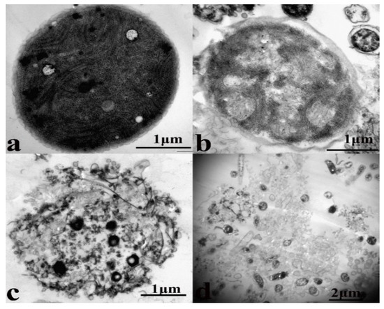 Isolation and Identification of Two Algae-Lysing Bacteria against ...