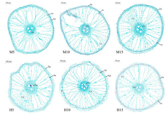 Effects of Combined High Temperature and Waterlogging Stress at Booting ...