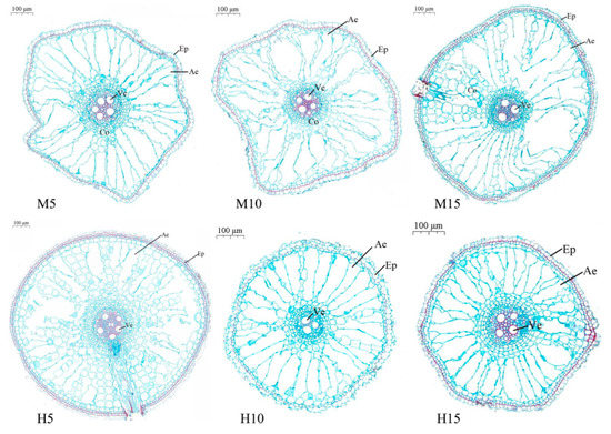 Effects of Combined High Temperature and Waterlogging Stress at Booting ...