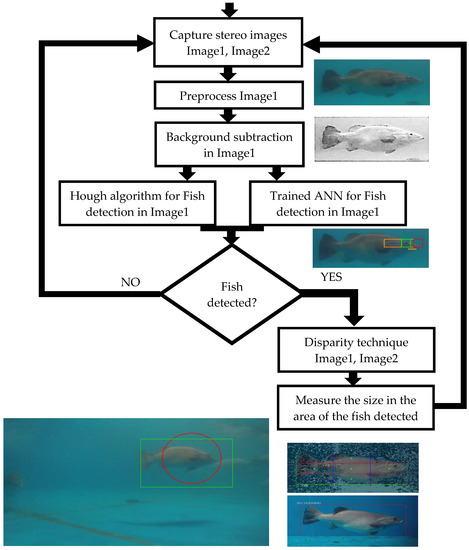 An Application of Fish Detection Based on Eye Search with Artificial ...