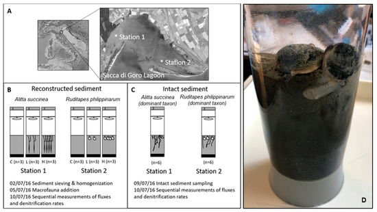 Contrasting Effects of Bioturbation Studied in Intact and Reconstructed ...