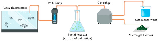 Water | Free Full-Text | Remediation of Aquaculture Wastewater Using the Microalga Chlorella ...