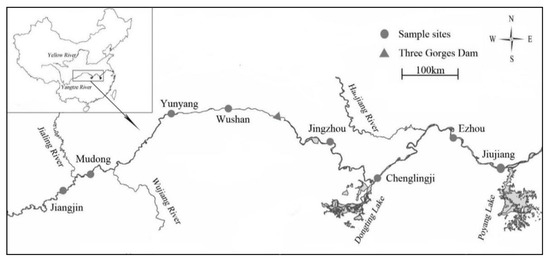 Food Chain Length Associated with Environmental Factors Affected by ...