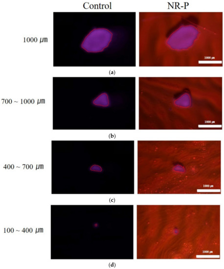 Water | Free Full-Text | Modification of a Nile Red Staining Method for Microplastics Analysis ...