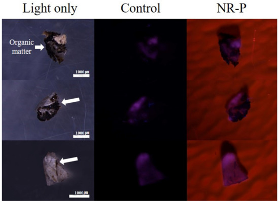 Water | Free Full-Text | Modification of a Nile Red Staining Method for Microplastics Analysis ...