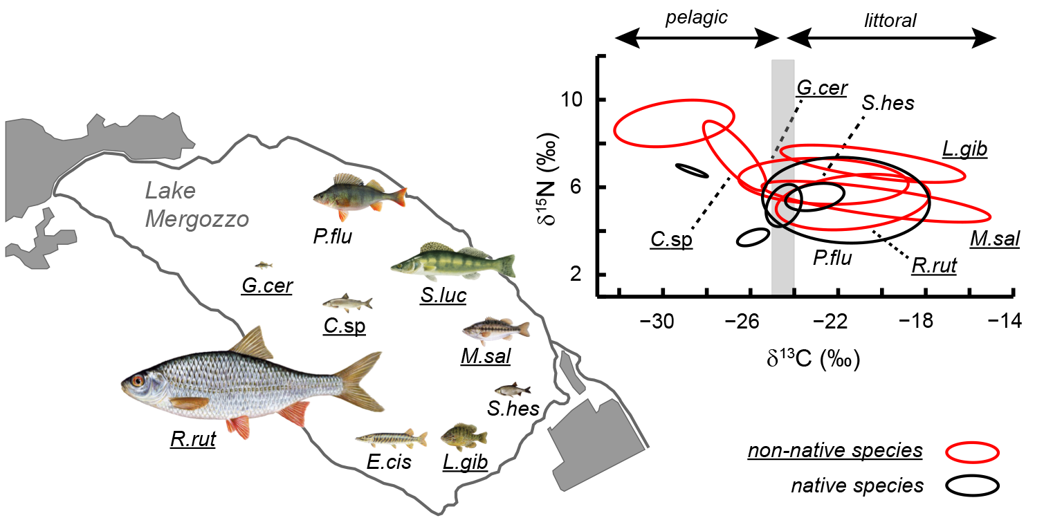 Water | Free Full-Text | Trophic Niches, Trophic Positions, and Niche ...