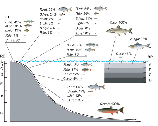 Trophic Niches, Trophic Positions, and Niche Overlaps between Non ...