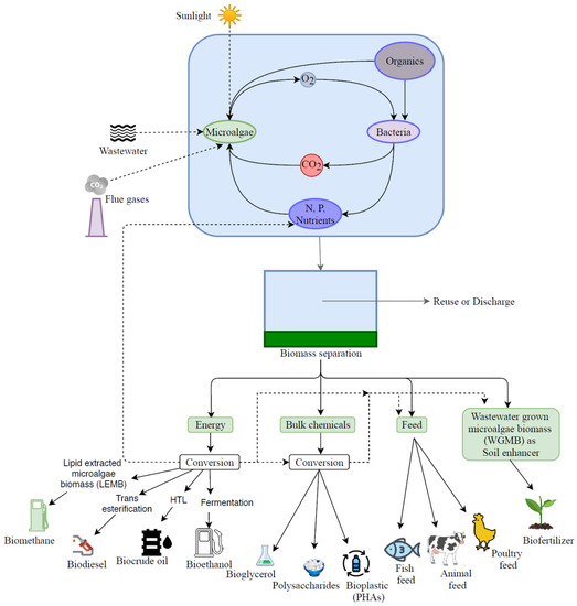 Treatment of Wastewaters by Microalgae and the Potential Applications ...