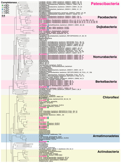 Cometabolism of the Superphylum Patescibacteria with Anammox Bacteria ...