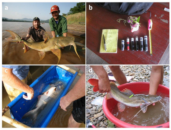 Water | Free Full-Text | Acoustic Telemetry Monitors Movements of Wild ...