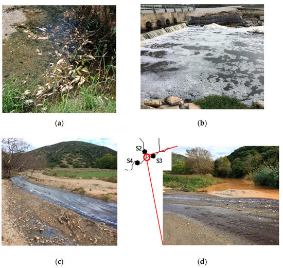 Tracking the Causes of a Mass Fish Kill at a Mediterranean River within ...