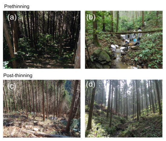 Stream Temperature Response to 50% Strip-Thinning in a Temperate ...