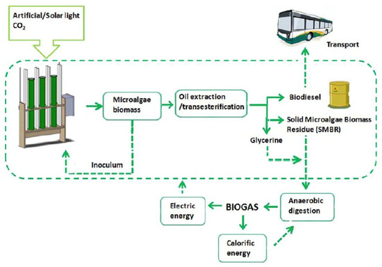 Marine Microalgae Contribution to Sustainable Development
