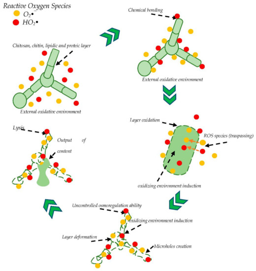 Water | Free Full-Text | The Use of TiO2 as a Disinfectant in Water ...