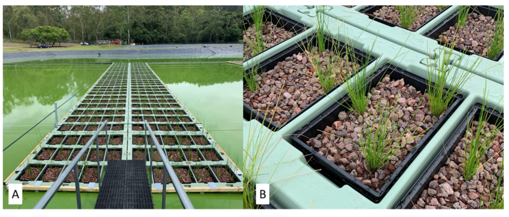 Using Constructed Floating Wetlands to Remove Nutrients from a Waste ...