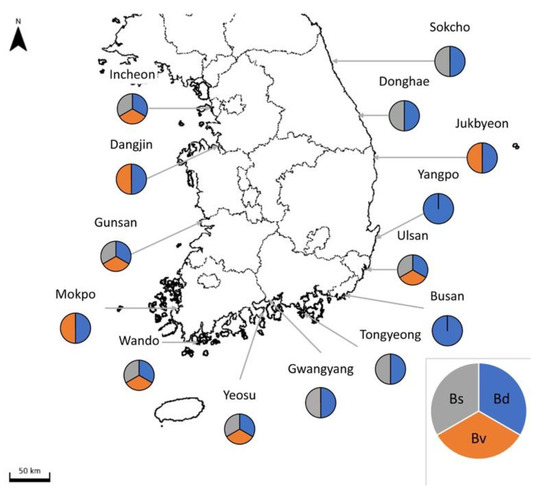 First Record of Colonial Ascidian, Botrylloides diegensis Ritter and ...