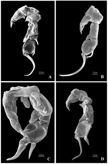 Diversity, Distribution, and Habitat Occurrence of the Diaptomid ...