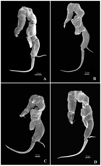 Diversity, Distribution, and Habitat Occurrence of the Diaptomid ...