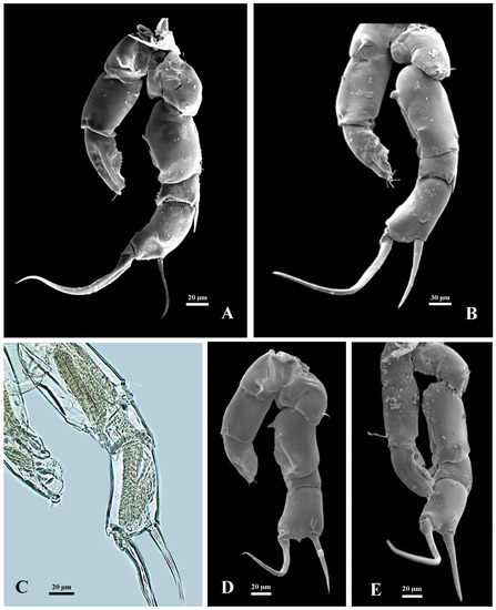 Diversity, Distribution, and Habitat Occurrence of the Diaptomid ...