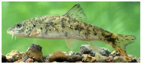 Integrated Water Quality Management Model for the Rural Transboundary ...