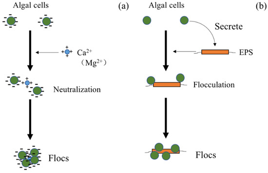 Self-Flocculation as an Efficient Method to Harvest Microalgae: A Mini-Review