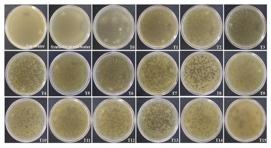 Water | Free Full-Text | Removal of Coliphage MS2 Using a Microbial ...