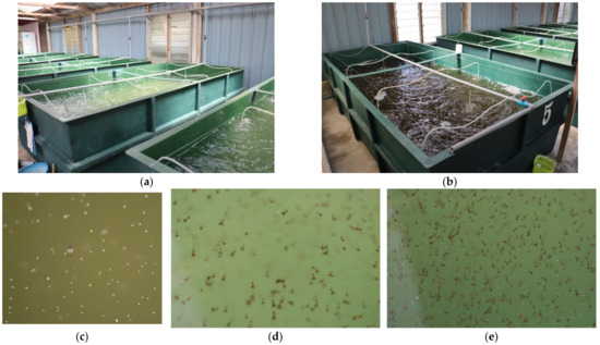 Water | Free Full-Text | Underwater Fish Detection and Counting Using ...