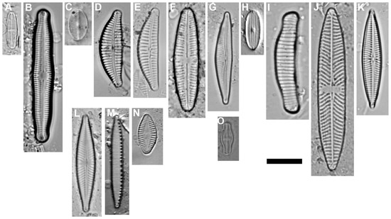 Diatoms from the Spring Ecosystems Selected for the Long-Term ...