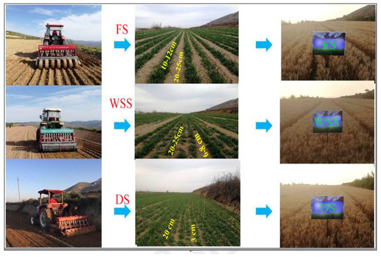 Effect of Different Sowing Methods on Water Use Efficiency and Grain ...