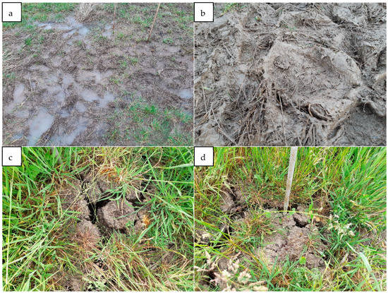 The Impact of Tree Planting on Infiltration Dependent on Tree Proximity ...