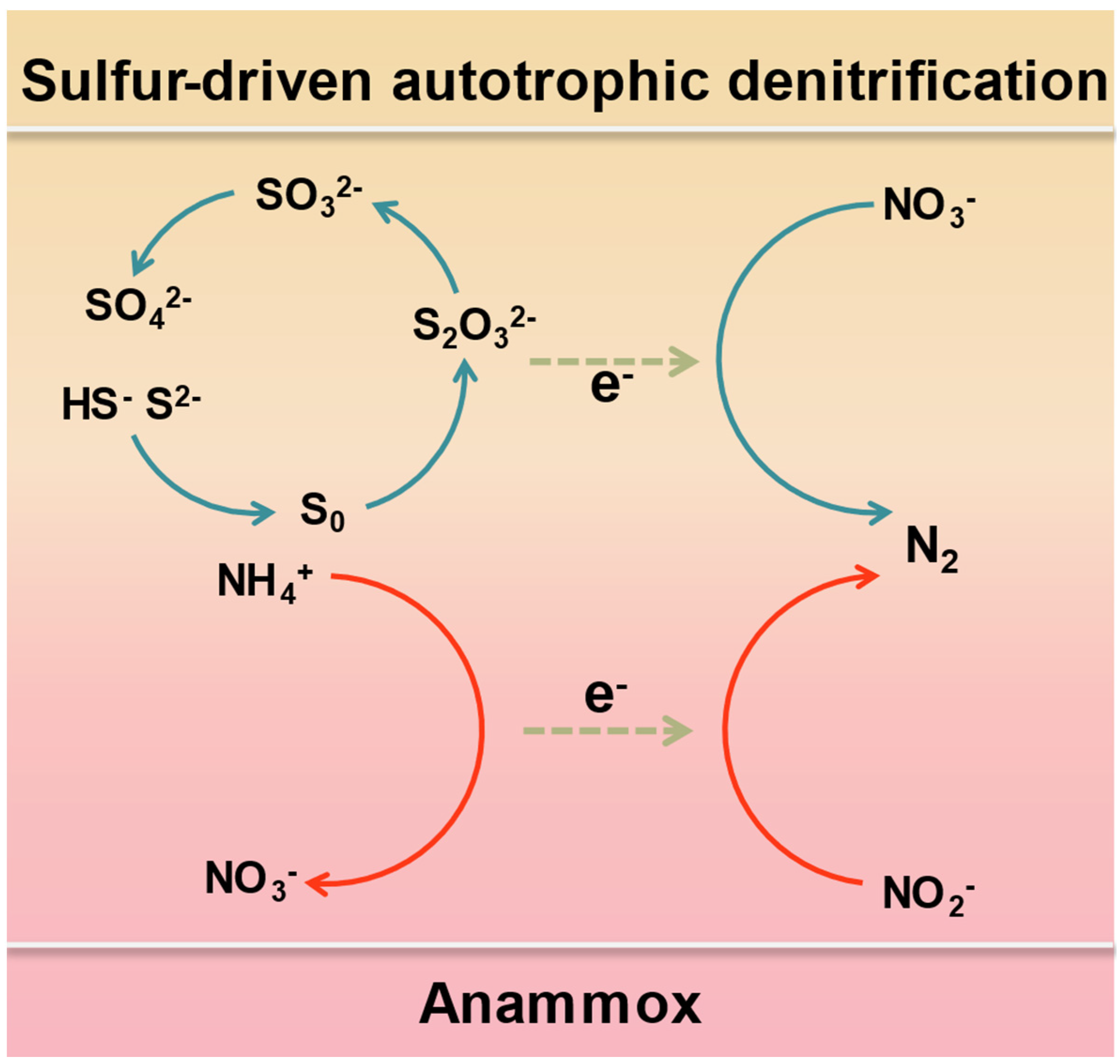 Autotrophic Prokaryotes
