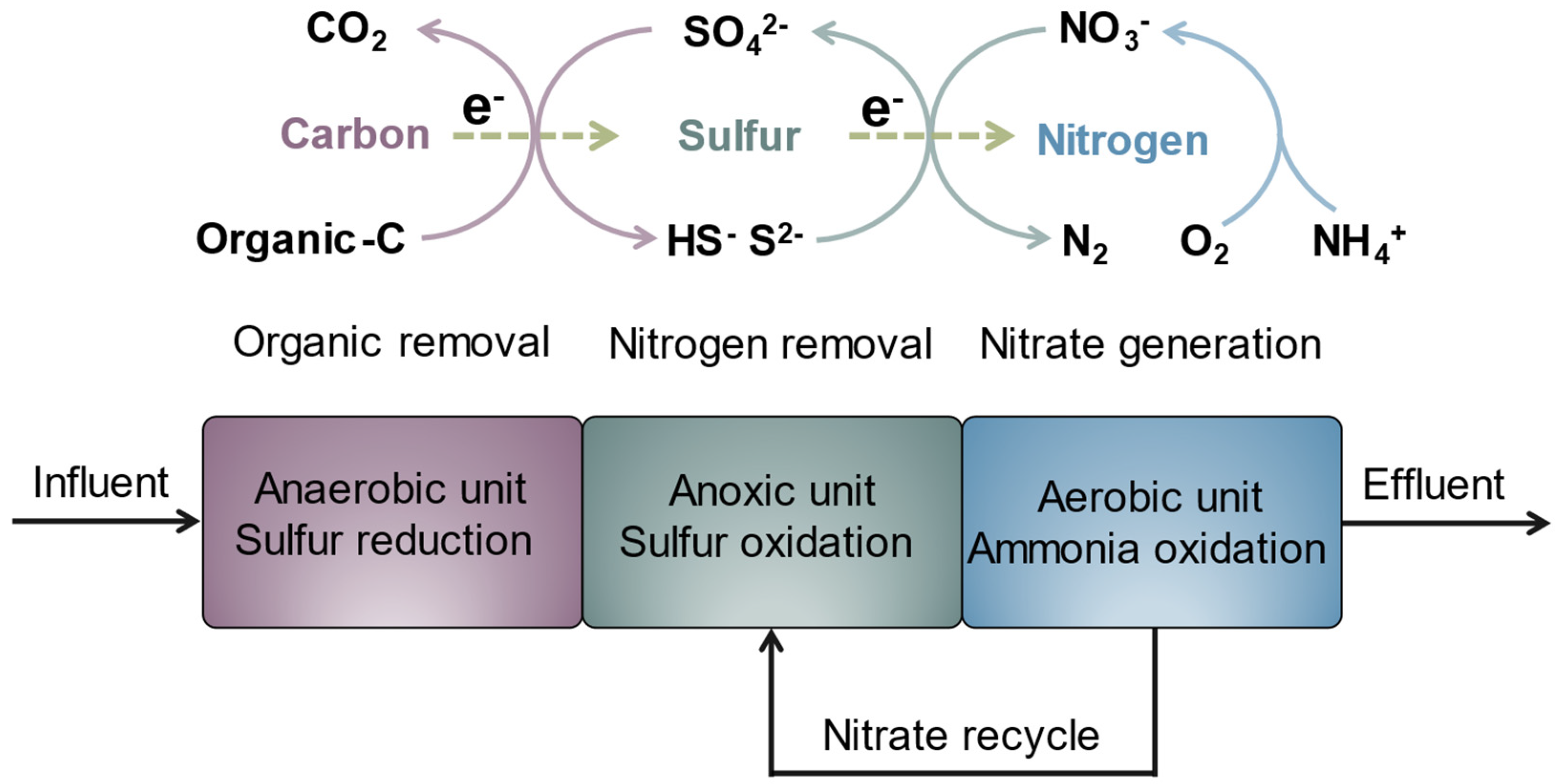 Recent Advances in Autotrophic Biological Nitrogen Removal for Low ...