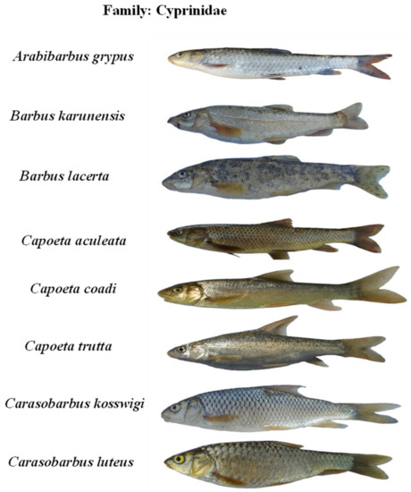 Types Of Fishes