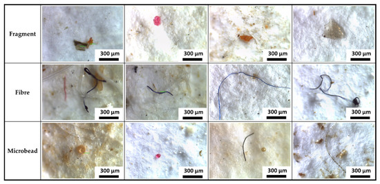 Elimination of Microplastics at Different Stages in Wastewater ...