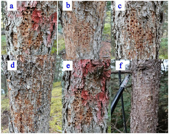 Variability in Minimal-Damage Sap Flow Observations and Whole-Tree ...