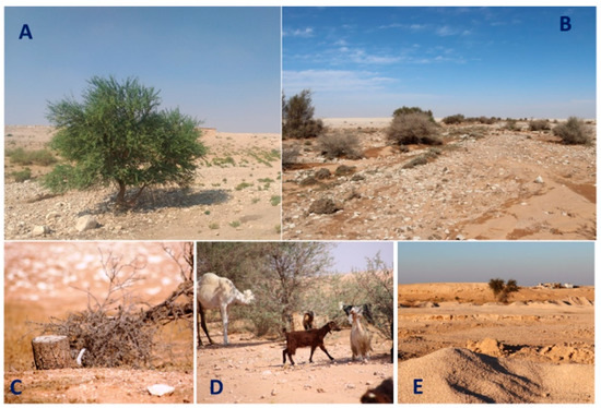 Conservation Need for a Plant Species with Extremely Small Populations ...