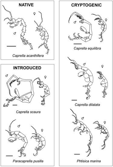 Colonization Dynamics of Potential Stowaways Inhabiting Marinas ...